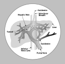 Procedure